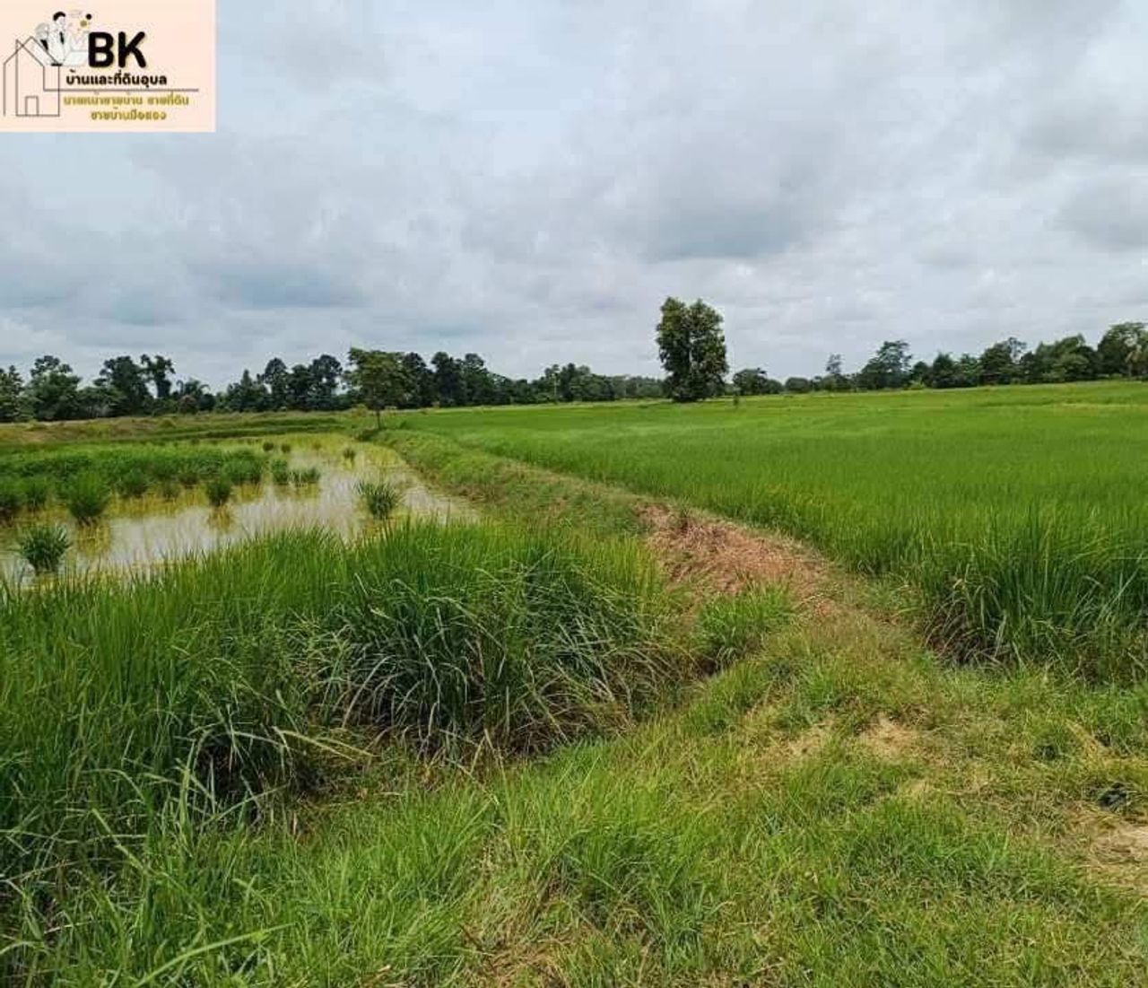 ขายที่ดิน 11 ไร่ ติดถนนเส้นโชคชัย-เดชอุดม | NaYoo